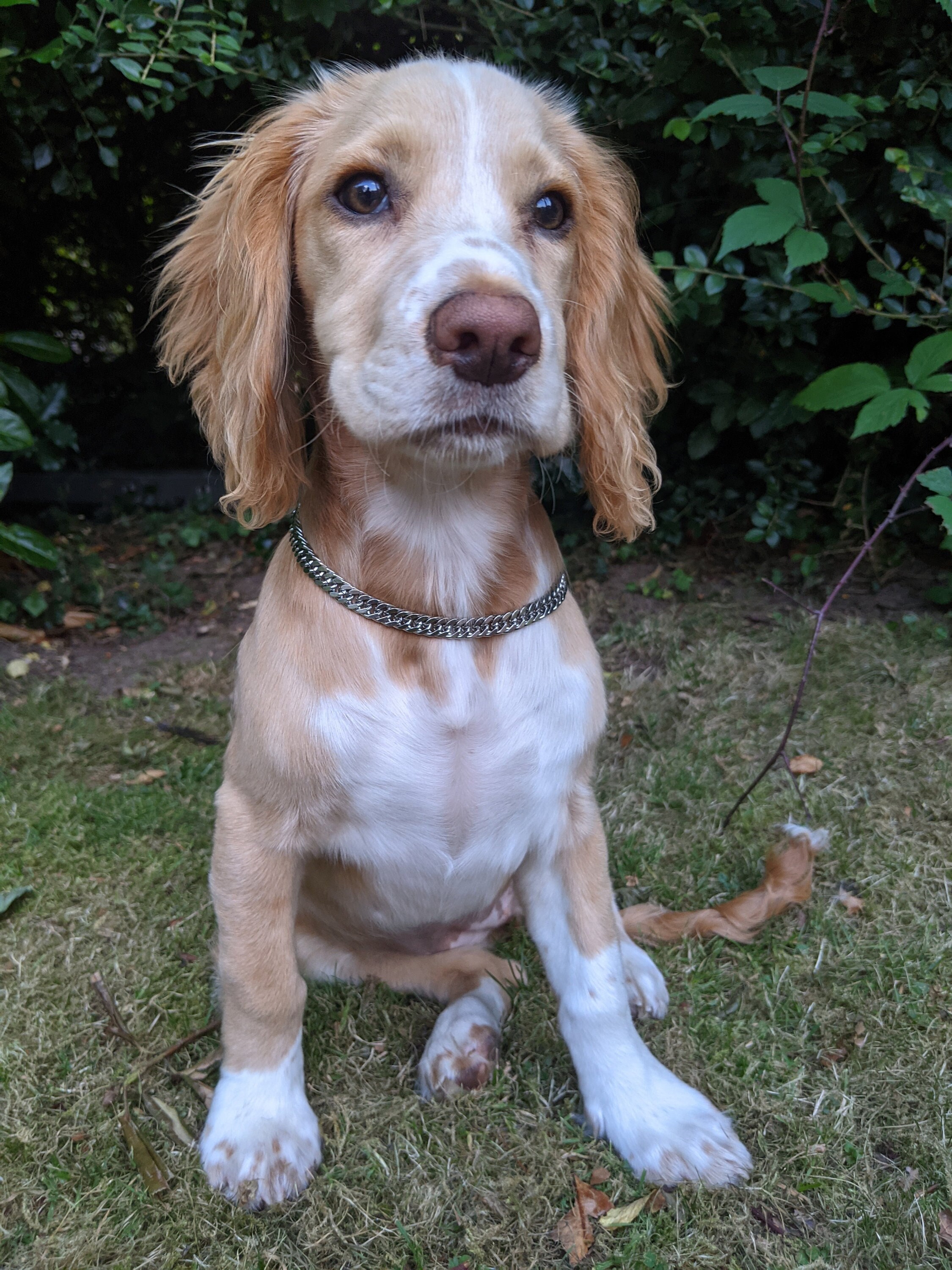 Silver Dog Chain 8.5mm Cuban Link Chain Dog Collar | Etsy