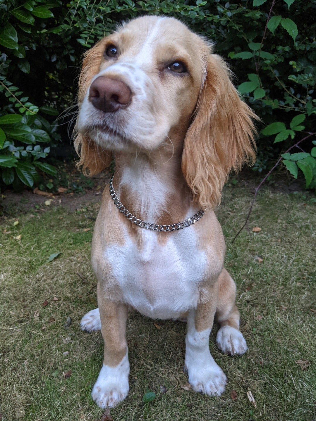 Silver Dog Chain 7.5mm Curb Chain Dog Collar Streetwear Chain Dog and ...