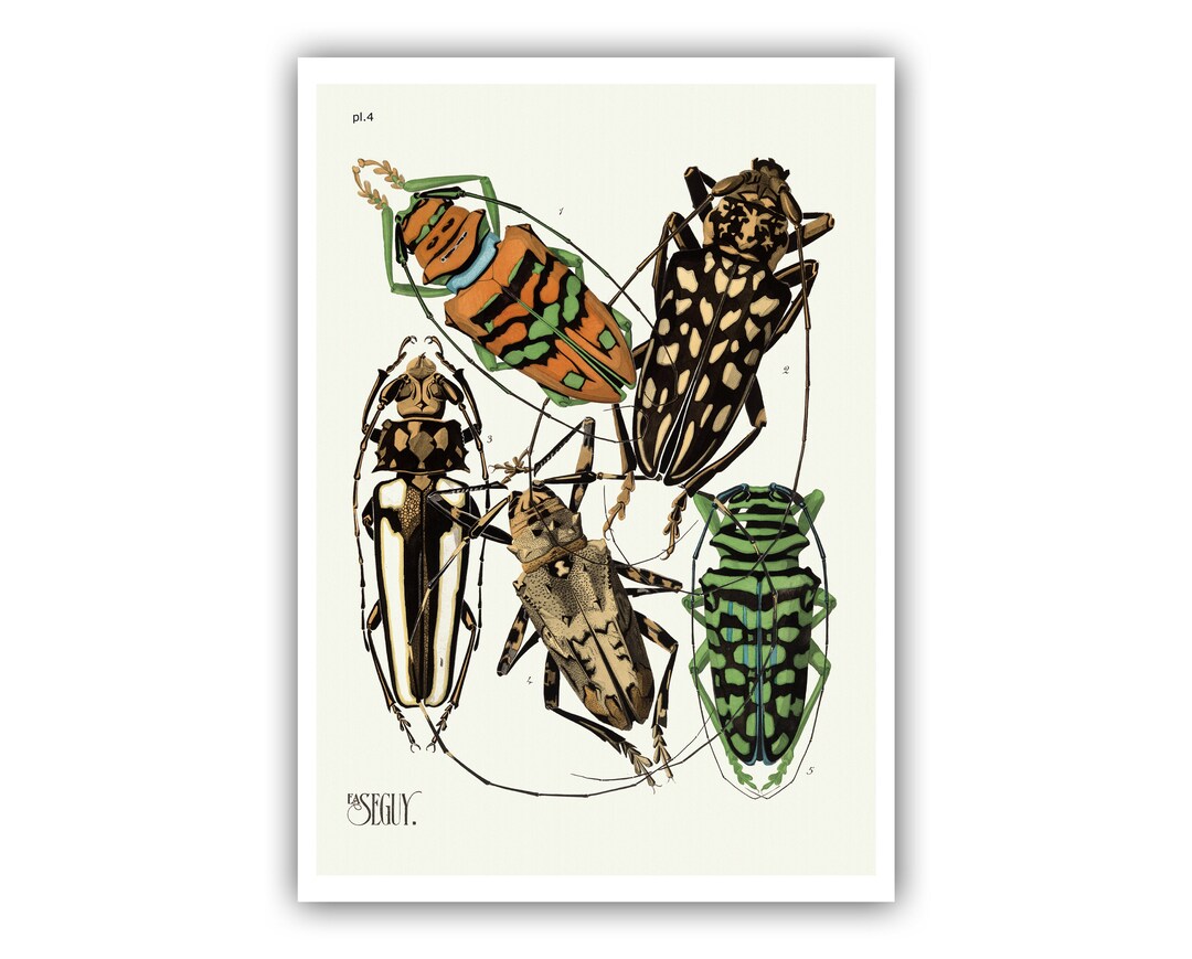 Buy Beetle Giclee Print Eugene Seguy Pochoir Insectes PL 4 A5/A4/A3/A2 ...