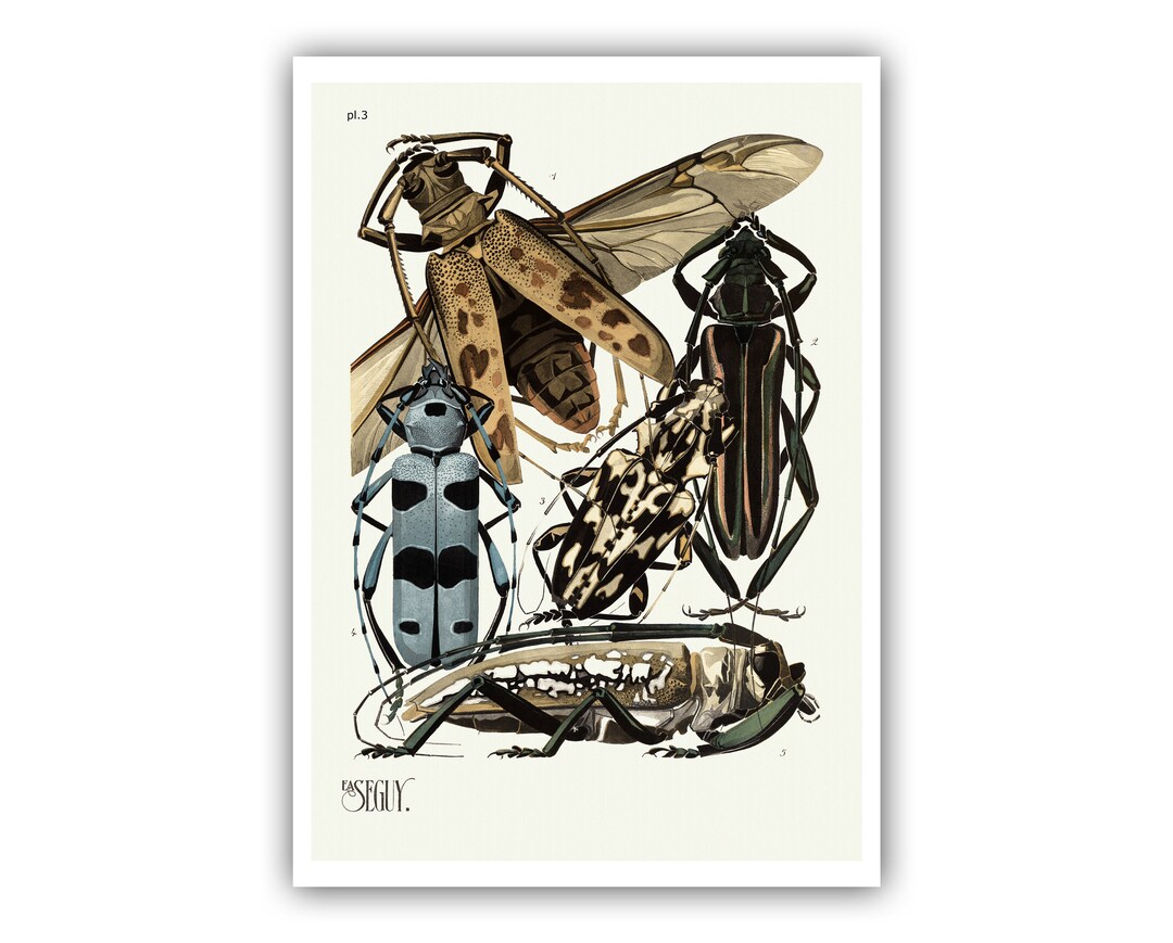 Beetle Giclee Print Eugene Seguy Pochoir Insectes PL 3 A5/A4/A3/A2 ...