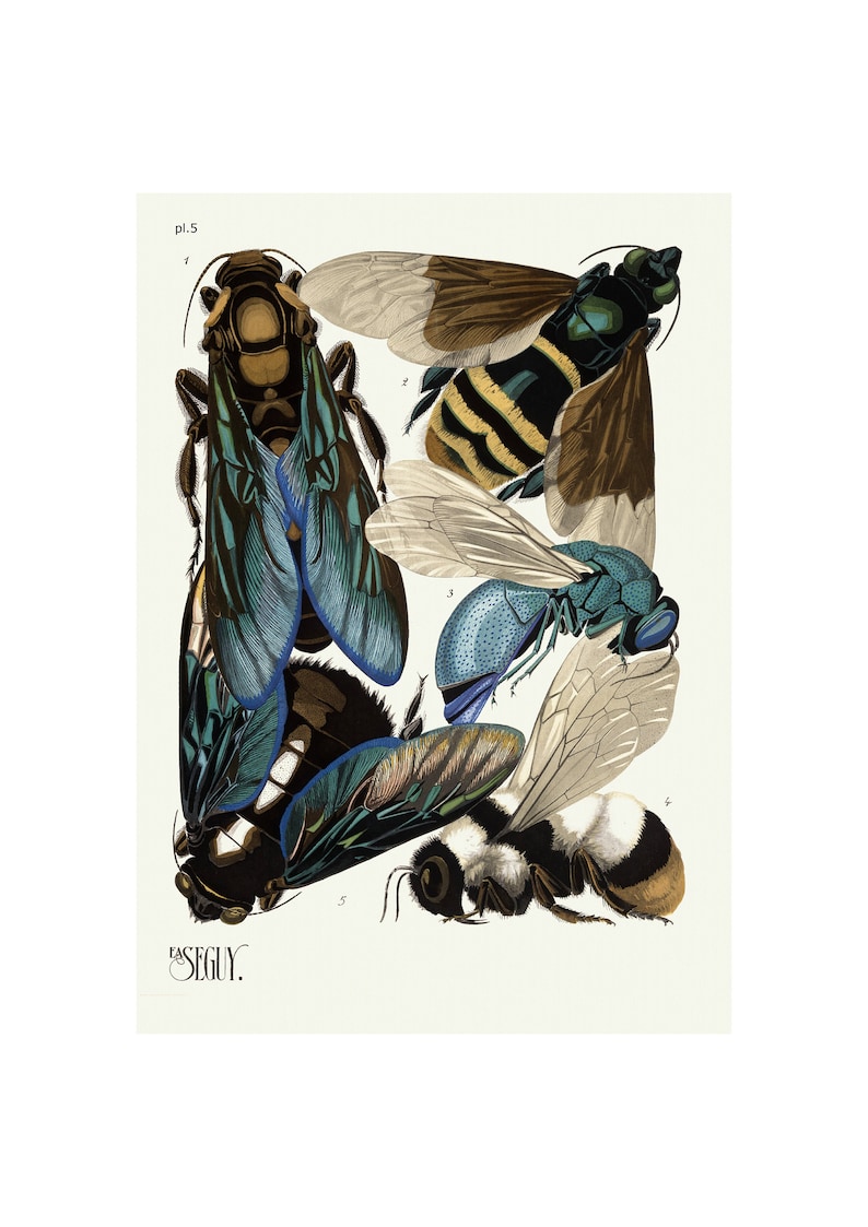 Wasp Giclee Print Eugene Seguy Pochoir Insectes PL 5 - Etsy.de