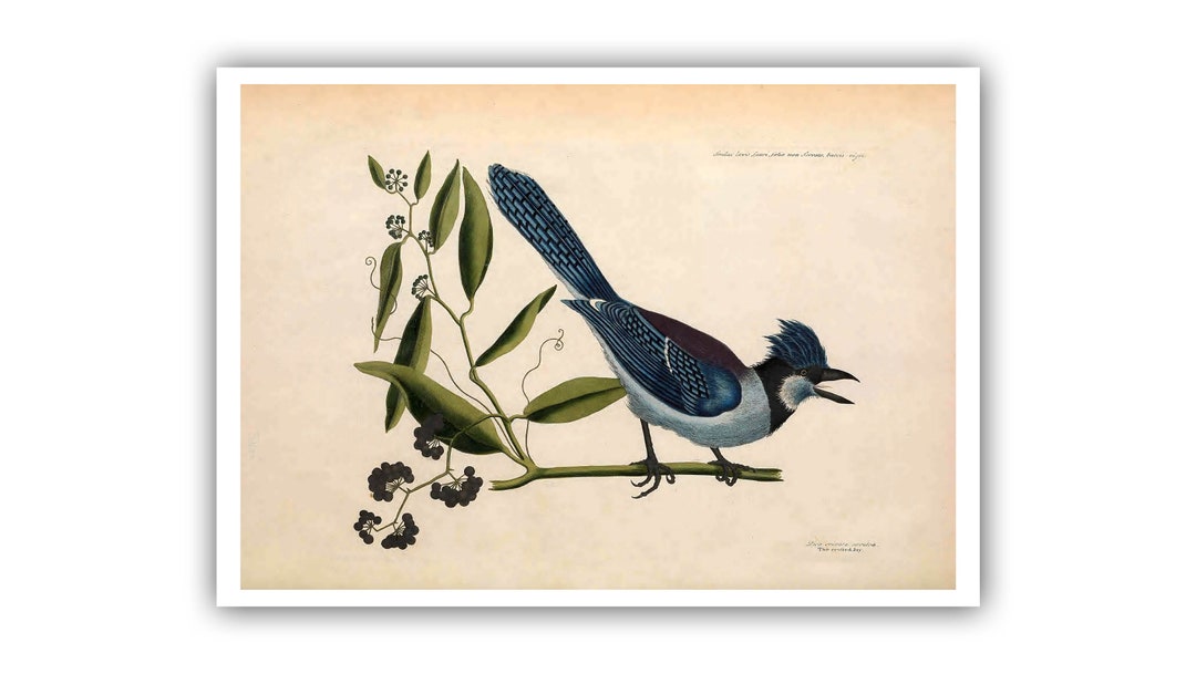 Mark Catesby: “Bluehäher mit Lorbeerblatt”, 1771 - Museum Qualität ...