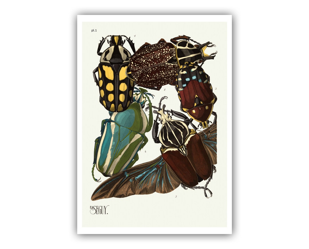 Beetle Giclee Print Eugene Seguy Pochoir Insectes PL 11 A5/A4/A3/A2 ...