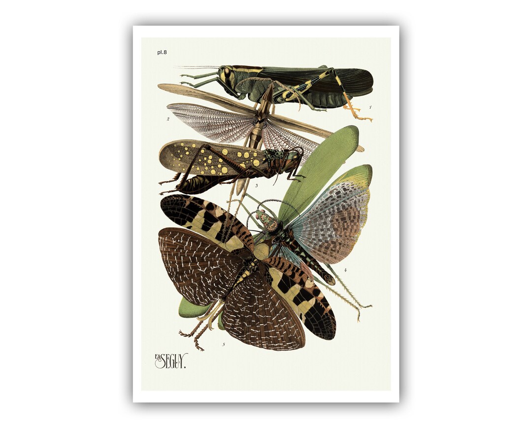 Grasshopper Giclee Print Eugene Seguy Pochoir Insectes PL 8 - Etsy