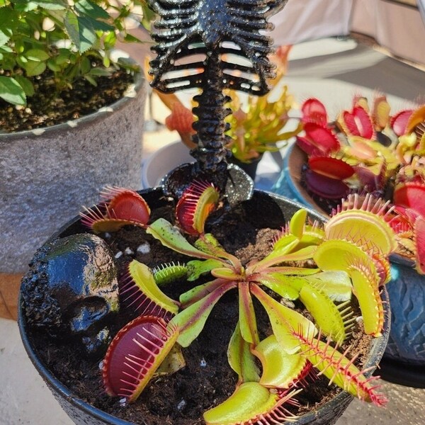 Skeleton Planter - Etsy