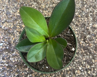 Peperomia Red Margin Clusifolia Red Rubber Plant Easy Plants Beginner ...