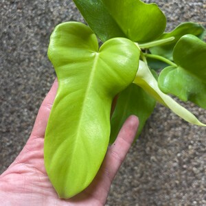 Philodendron Panduriforme Aurea / Yellow Panda - Etsy