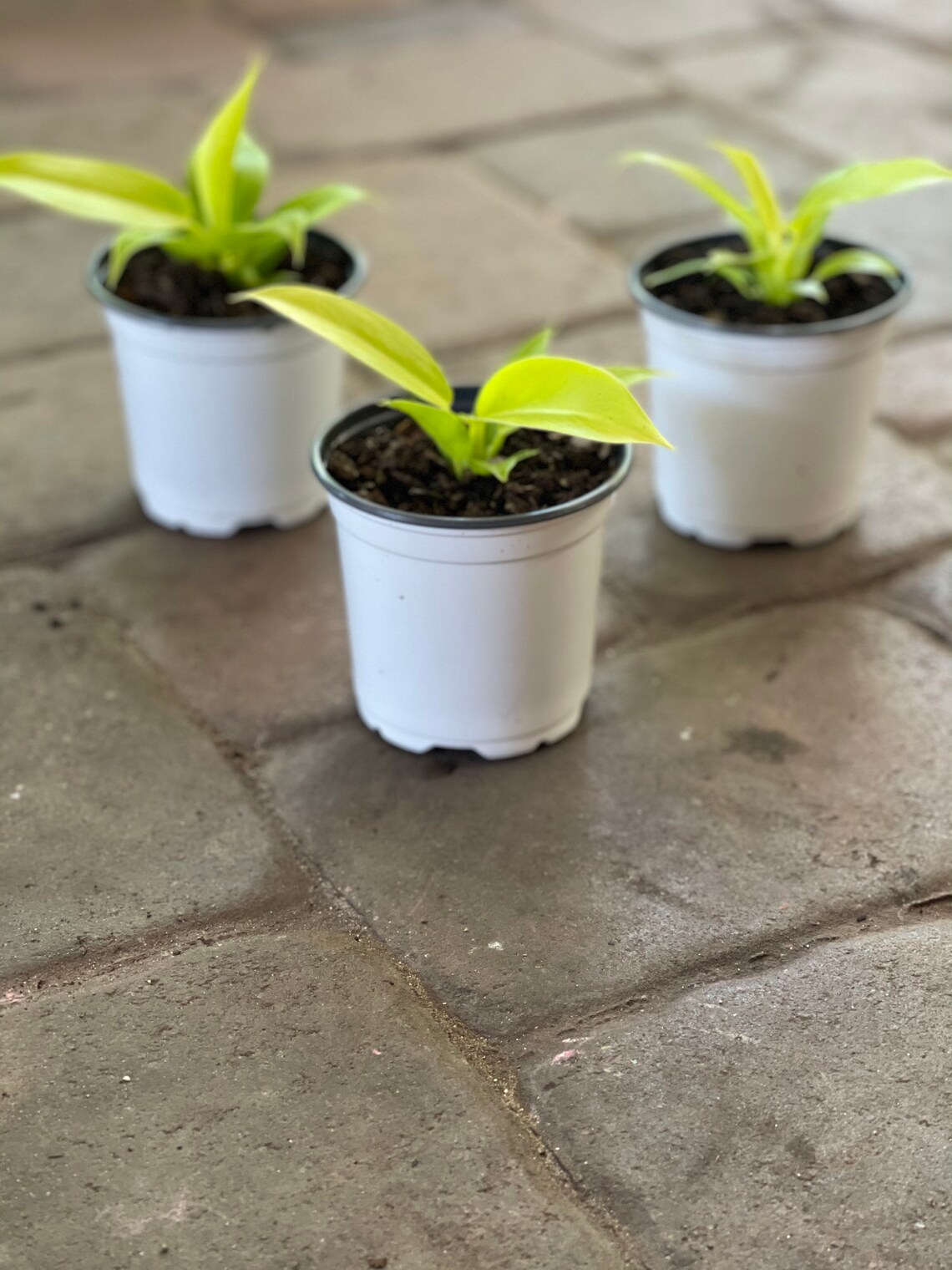 Philodendron moonlight plant 4 pot | Etsy