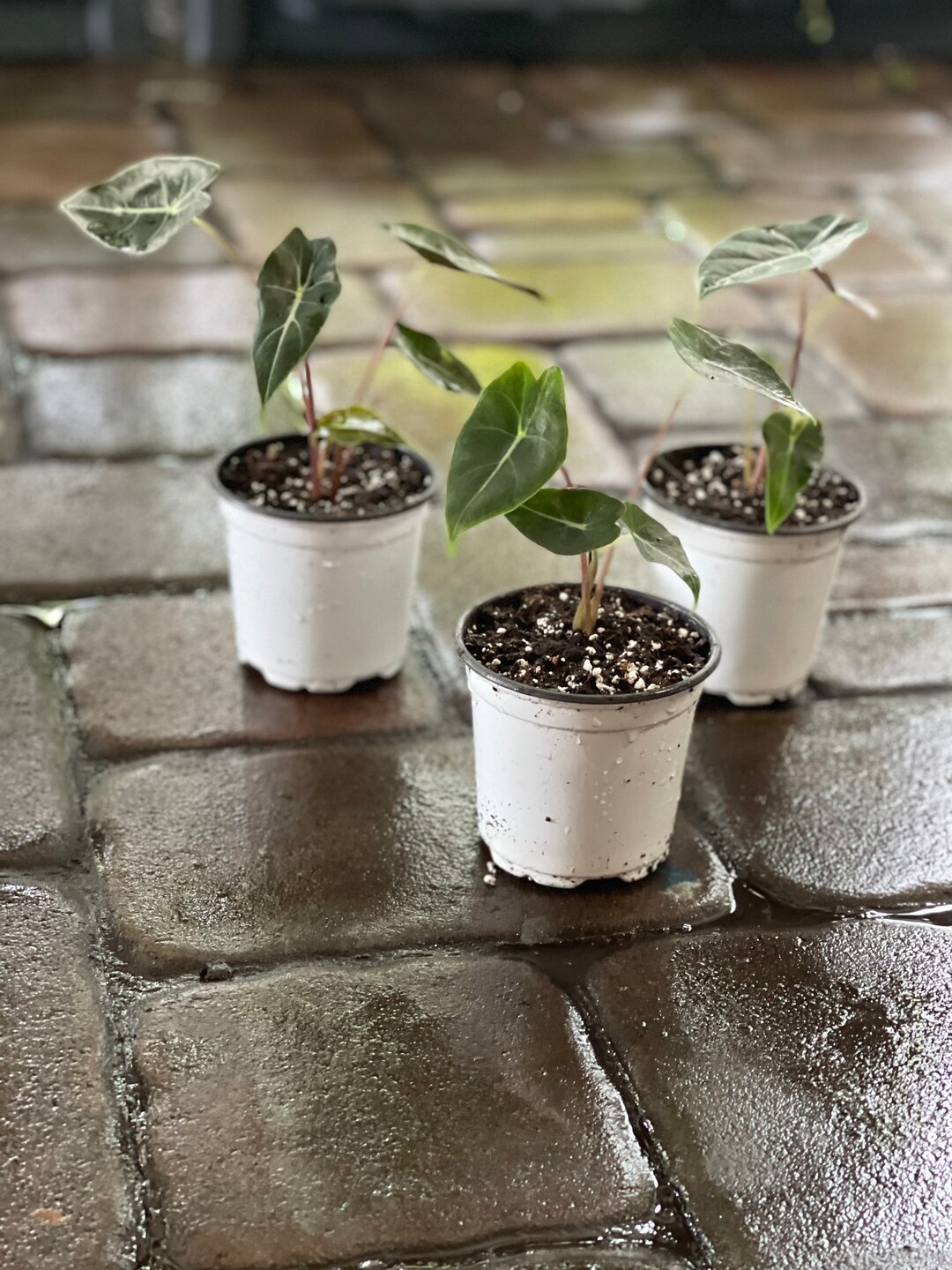 Alocasia Dragons Tooth Starter Plant - Etsy