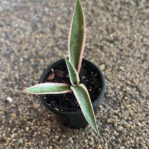 Mangave Snow Leopard 4” - Etsy