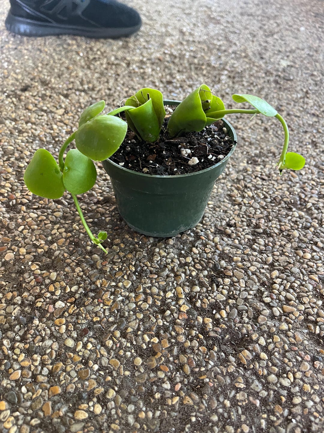 Dischidia Platyphylla Shingle Plant - Etsy