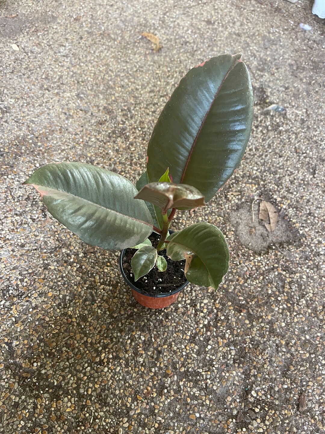 Ruby Ficus Elastica Ruby Rubber Tree - Etsy
