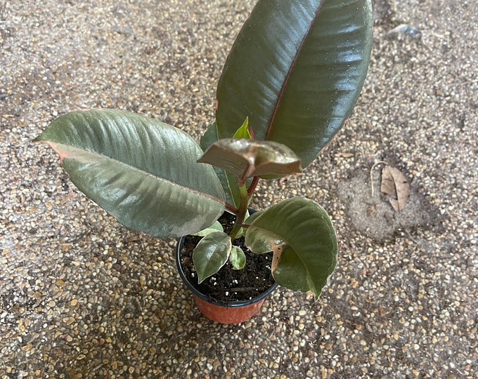 Ruby Ficus Elastica | Ruby Rubber Tree - Etsy