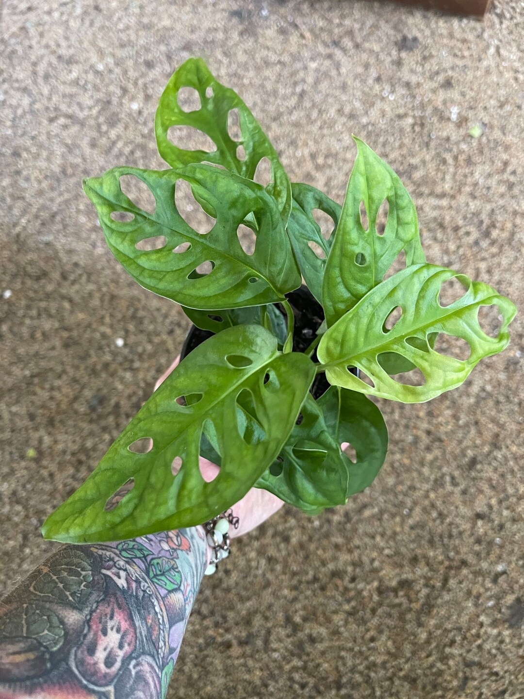 Monstera Adansonii Wide Form 4” - Etsy