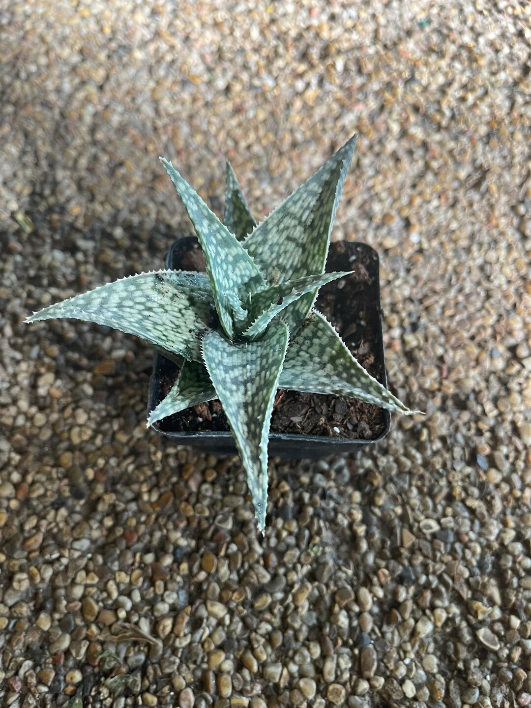 Aloe White Fox - Etsy