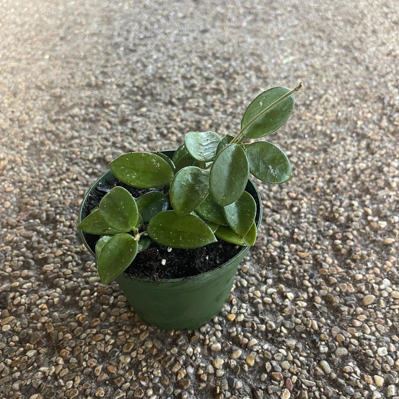 Hoya Mathilde - Etsy