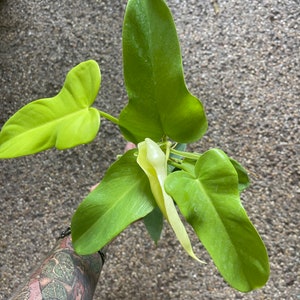 Philodendron Panduriforme Aurea / Yellow Panda - Etsy