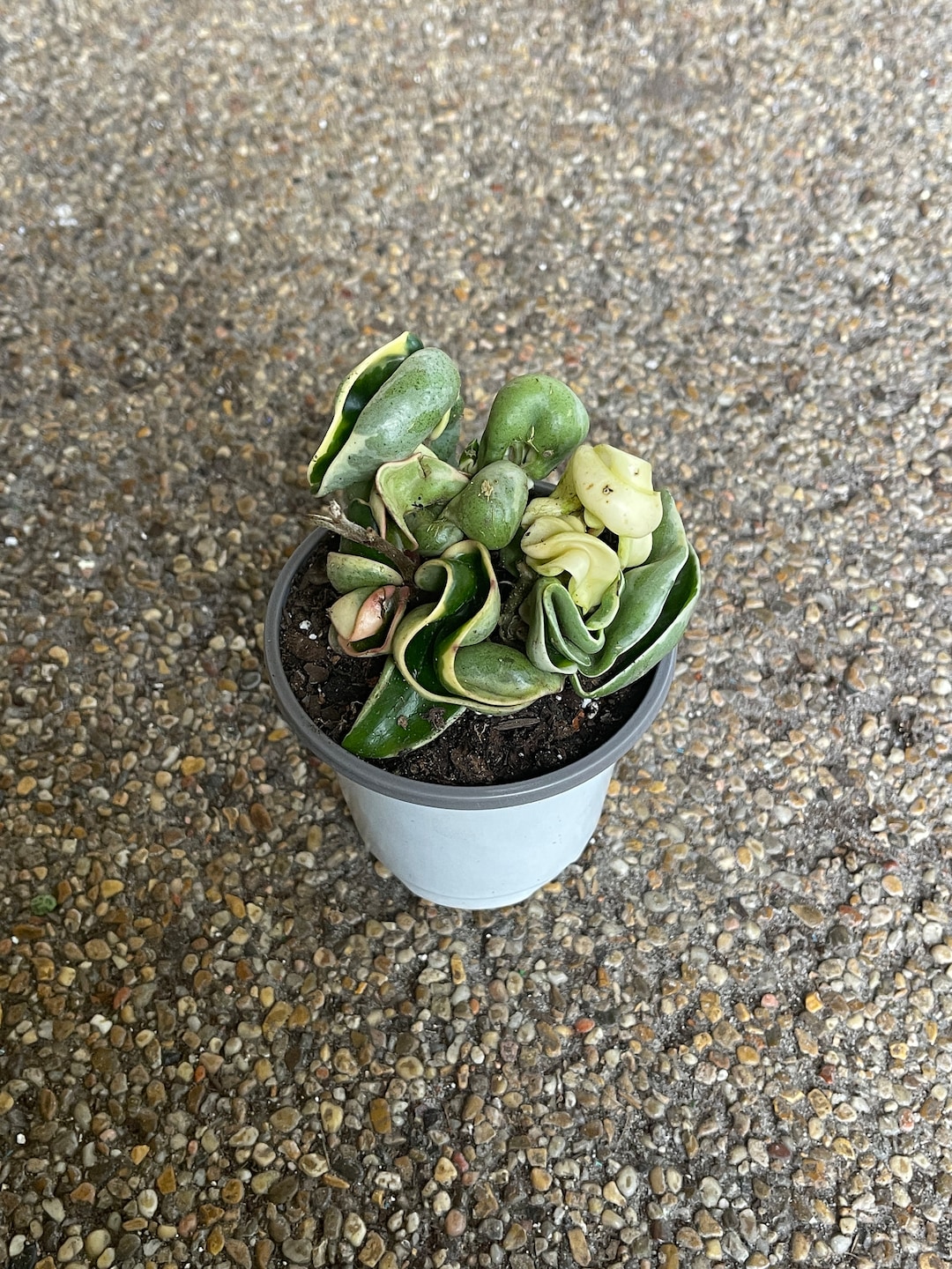 Variegated Hoya Compacta / Variegated Hoya Hindu Rope 4” - Etsy