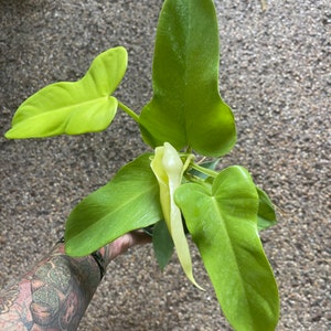 Philodendron Panduriforme Aurea / Yellow Panda - Etsy