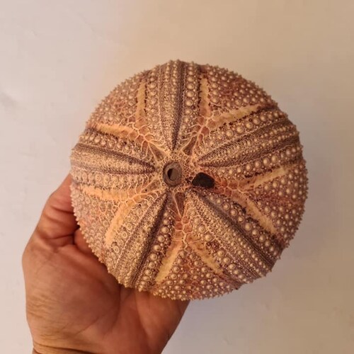 Giant Sea Urchin - Etsy