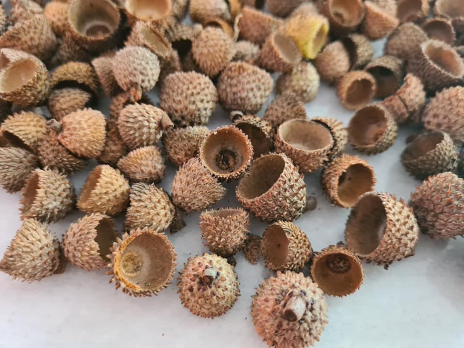 250 gr acorn cups from Greek nature in different size. | Etsy