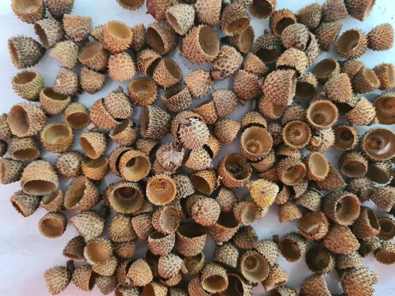 250 gr acorn cups from Greek nature in different size. | Etsy