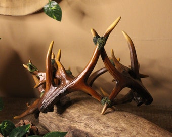 Pagan Crown Horns - Etsy