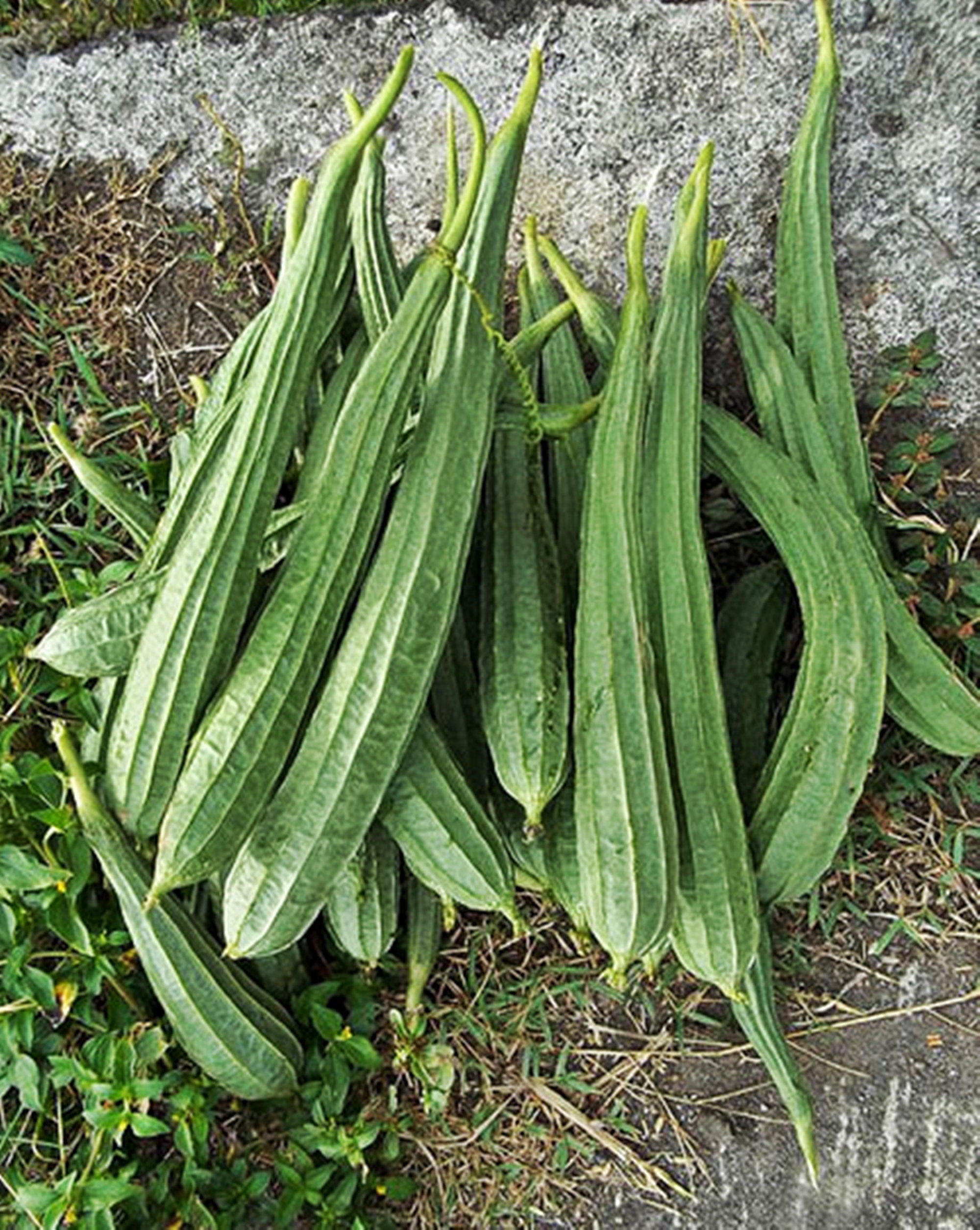 Ridge Gourd Seeds