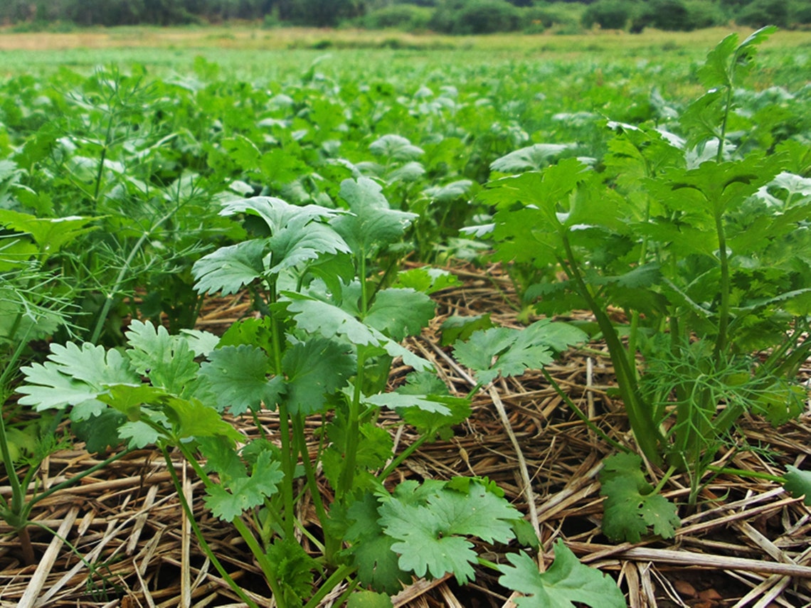 Cilantro Herb Thai Coriander 100 Seeds | Etsy
