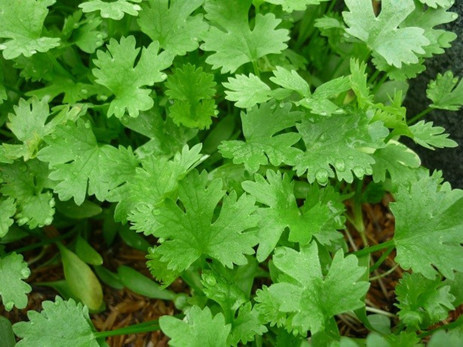Cilantro Herb Thai Coriander 100 Seeds | Etsy
