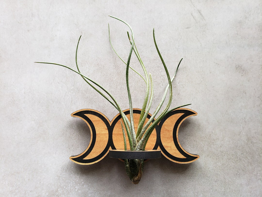 Celestial Air Plant Holder, Air Plant Magnet, Boho Plant Stand ...