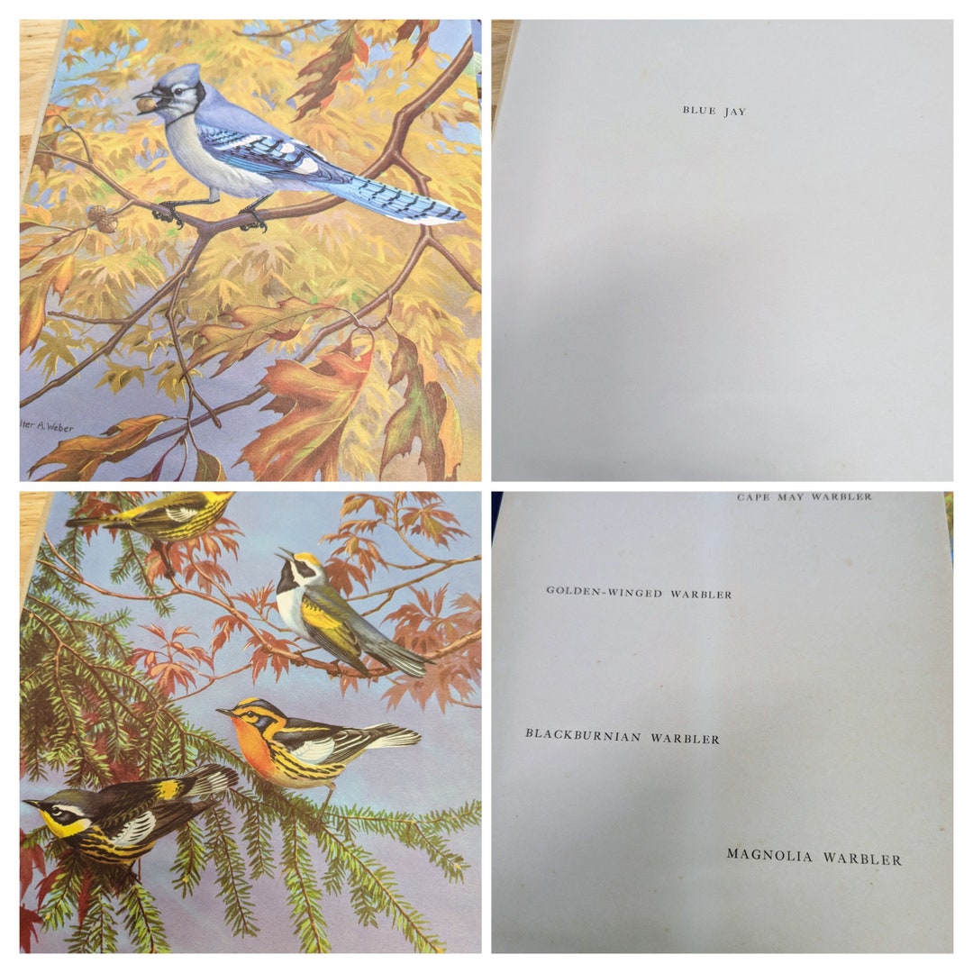 Pictures in Full Color by Walter Alois Weber Traveling With the Birds ...
