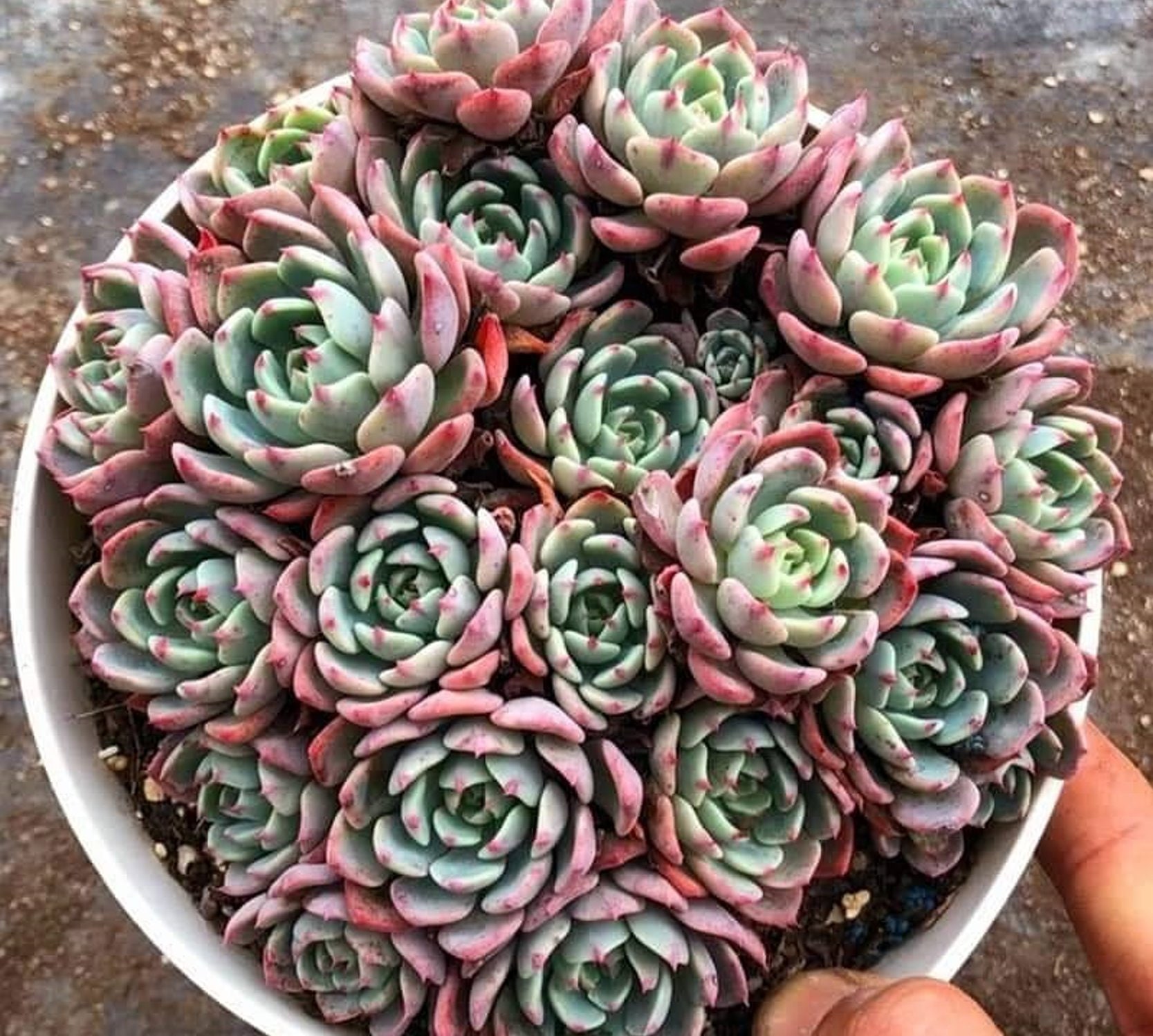 Home & Hobby Craft Supplies & Tools Korean Echeveria sitifukumiama succulent live plant etna.com.pe