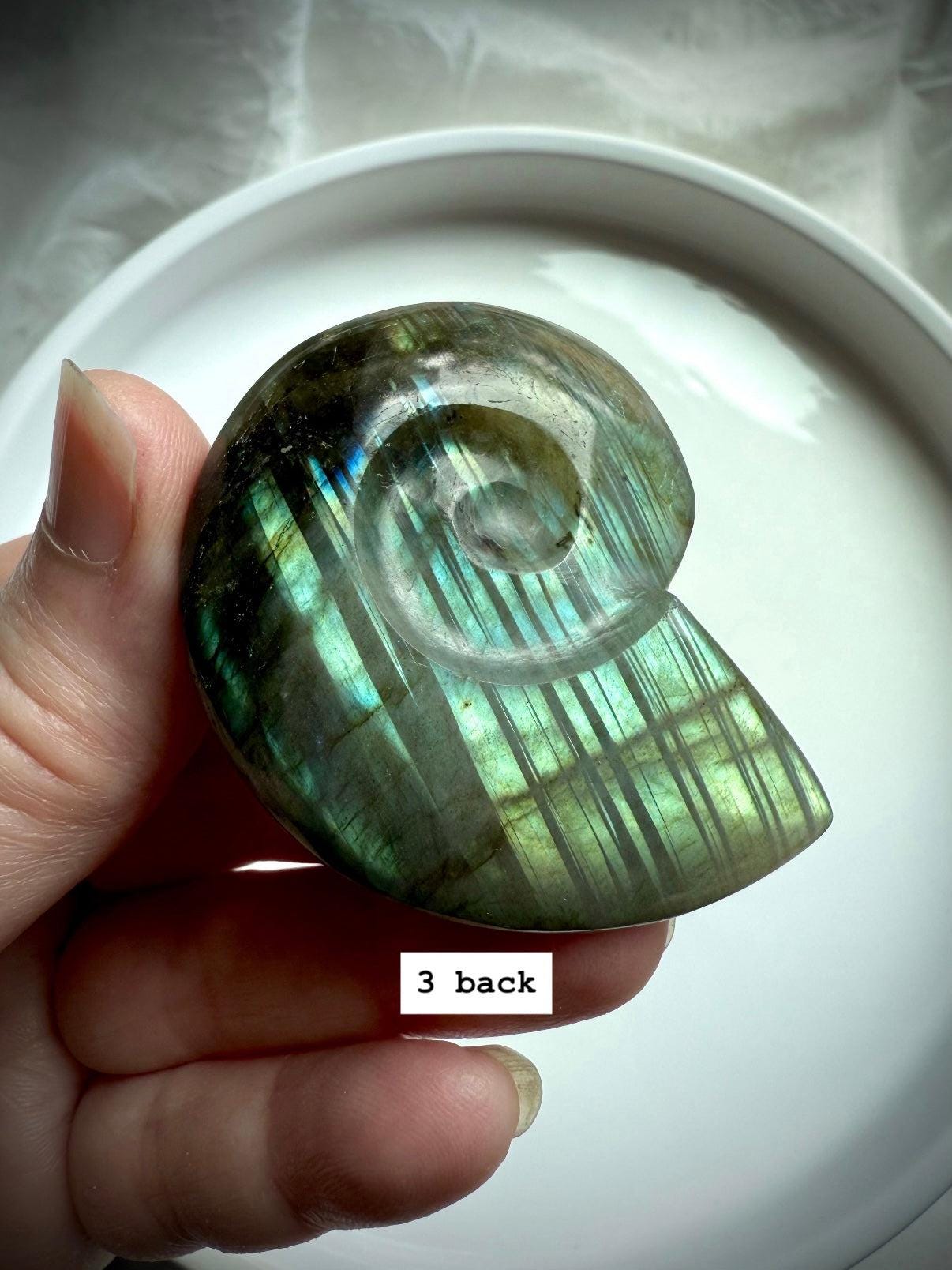 Flashy Labradorite Seashells, Spiral of Life, Crystal Conch Shell ...