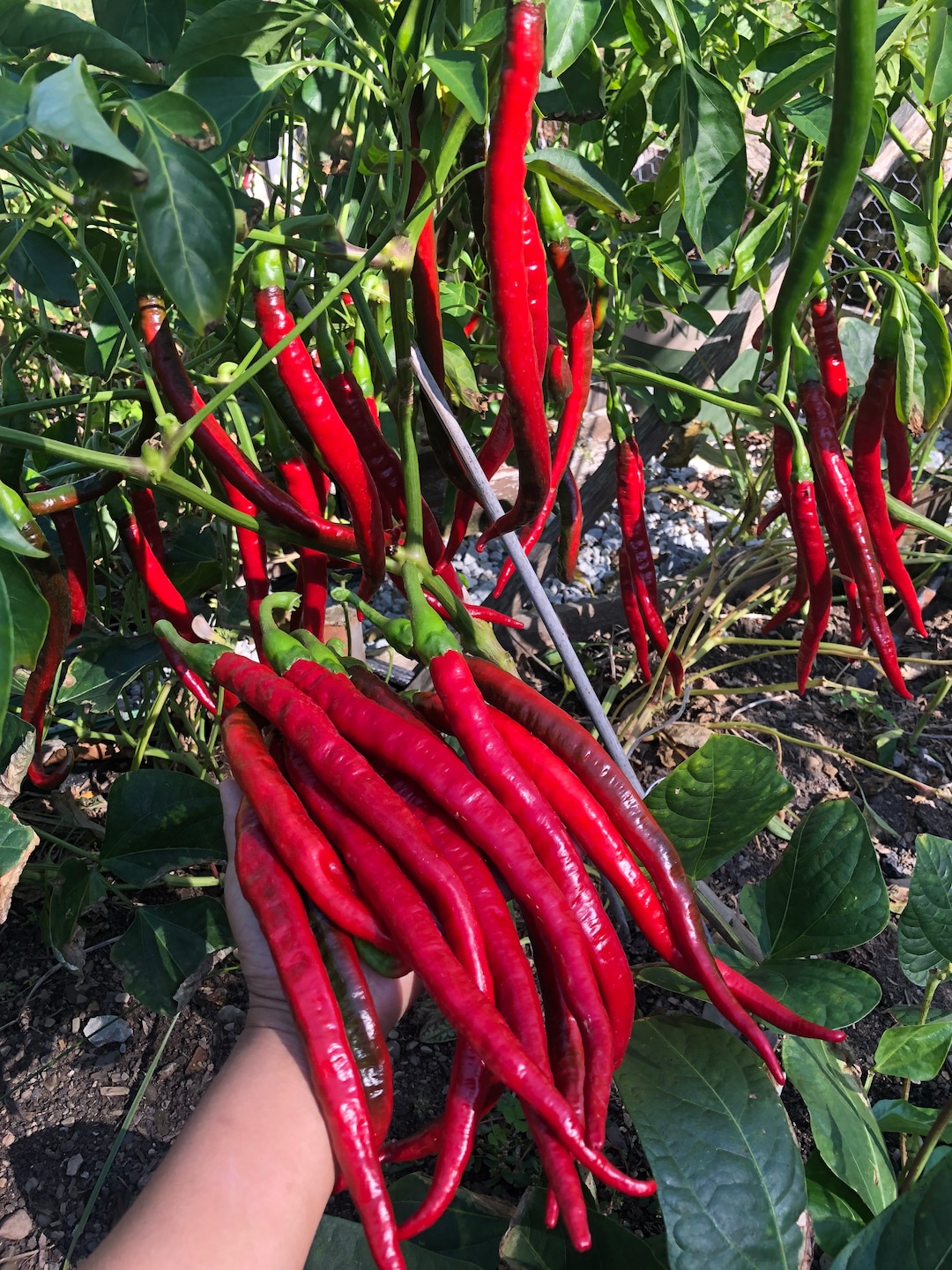 Chinese Hot Long Pepper Seeds - Etsy