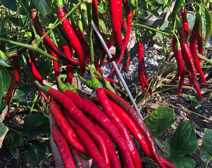 Philippine HOT Green Finger Pepper Seeds Sili Pang Sigang Sinigang Phil ...