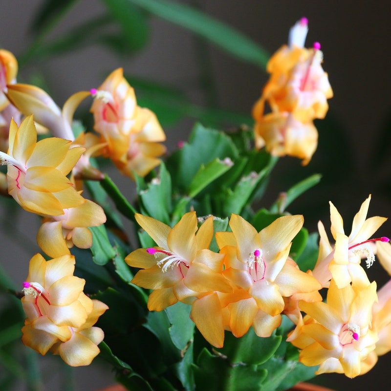 Yellow Christmas Cactus - Etsy