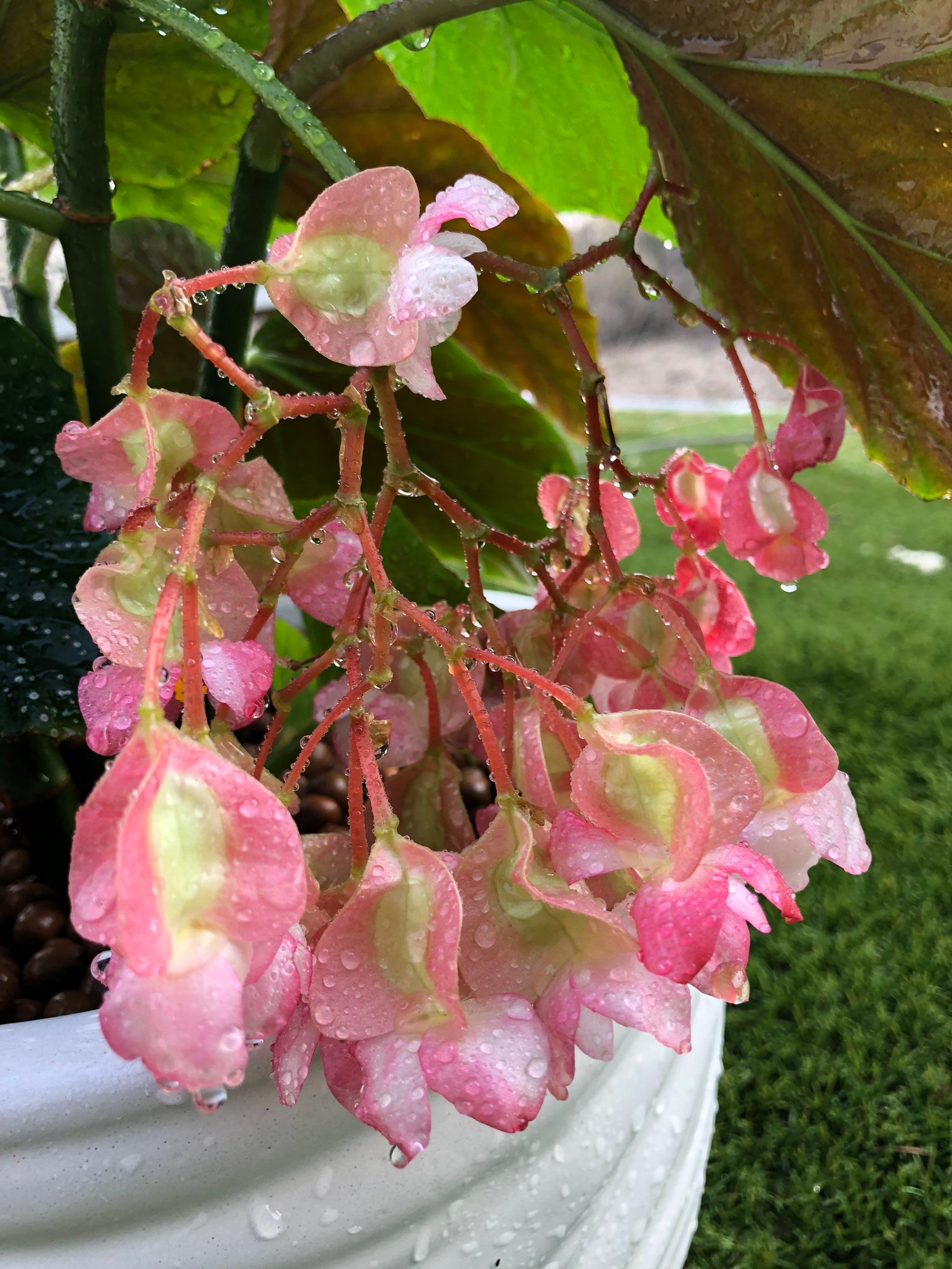 Begonia Angel wing live plant in 4 pot OR rooted cutting | Etsy