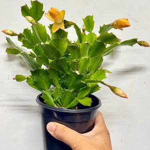 Christmas Cactus (thor Sophia ) Full Buds. - Etsy