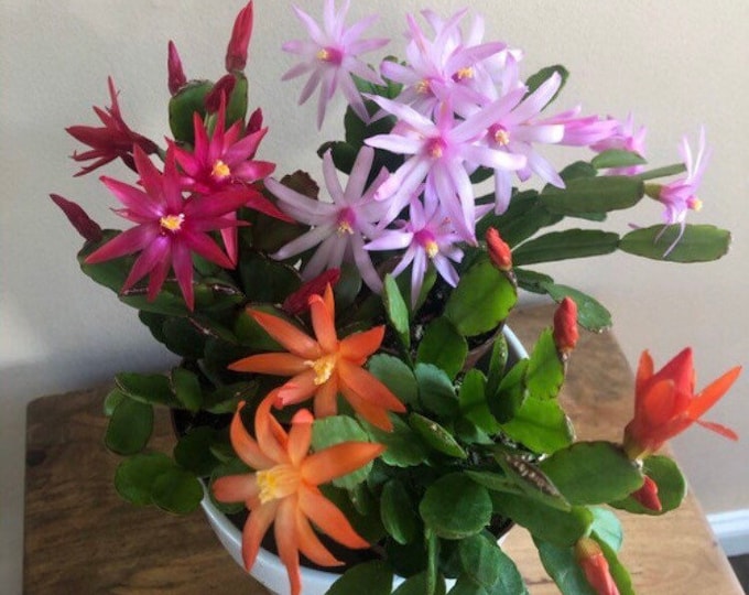 Spring Cactus/easter Cactus Live Plants in A2”, 4”,6” Pots - Etsy