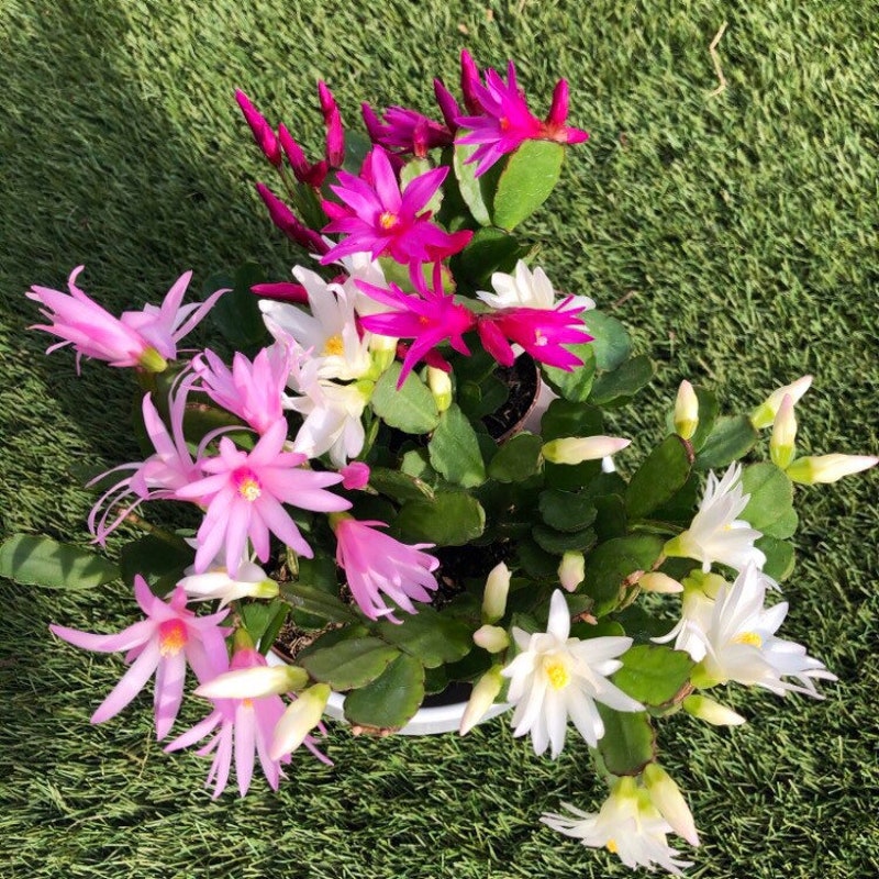 Cactus Cutting - Etsy