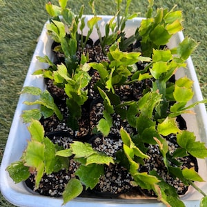 Christmas Cactus (thor Sophia ) Live Plant. - Etsy