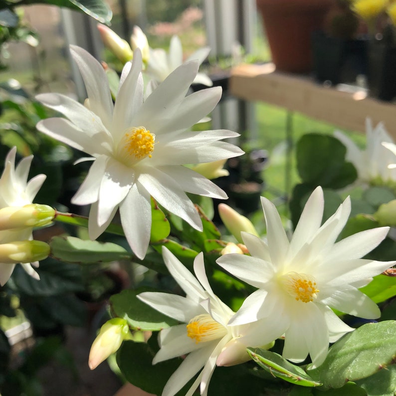 Mixed Colors Easter Cactus CUTTINGS - Etsy