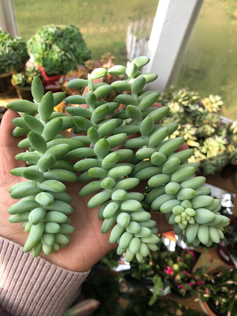 Donkey’s Tail Succulent (sedum Morganianum) 5 Cuttings - Etsy