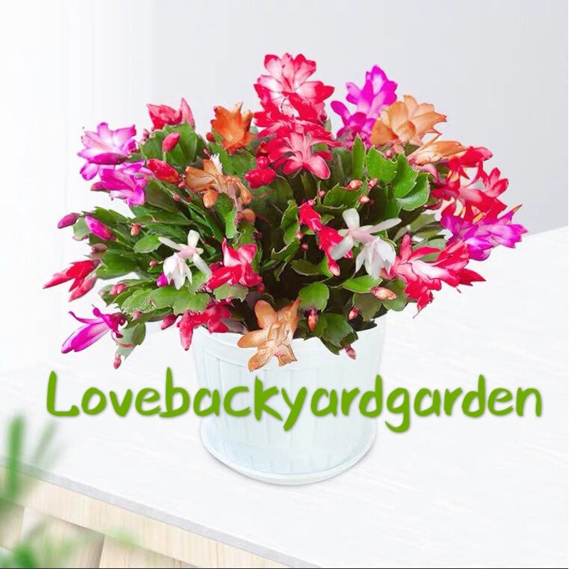 Cactus and Plant Pictures - Etsy