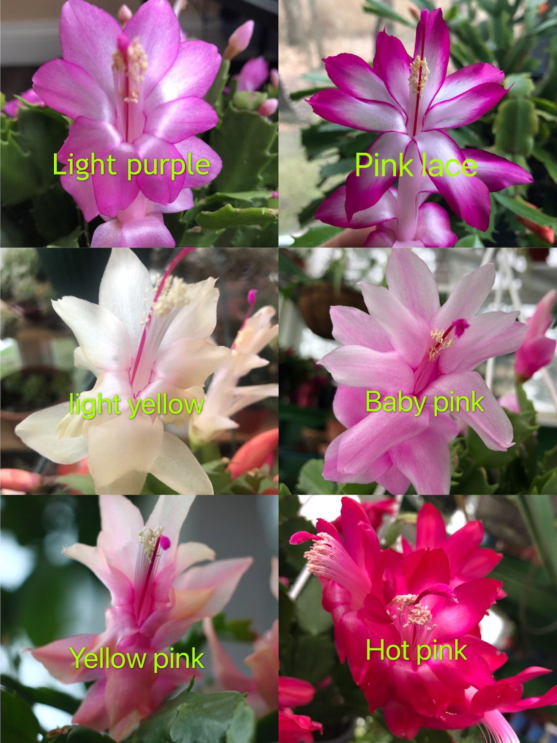 Mixed Color Holiday/thanksgiving Cactus CUTTINGS see Pictures - Etsy