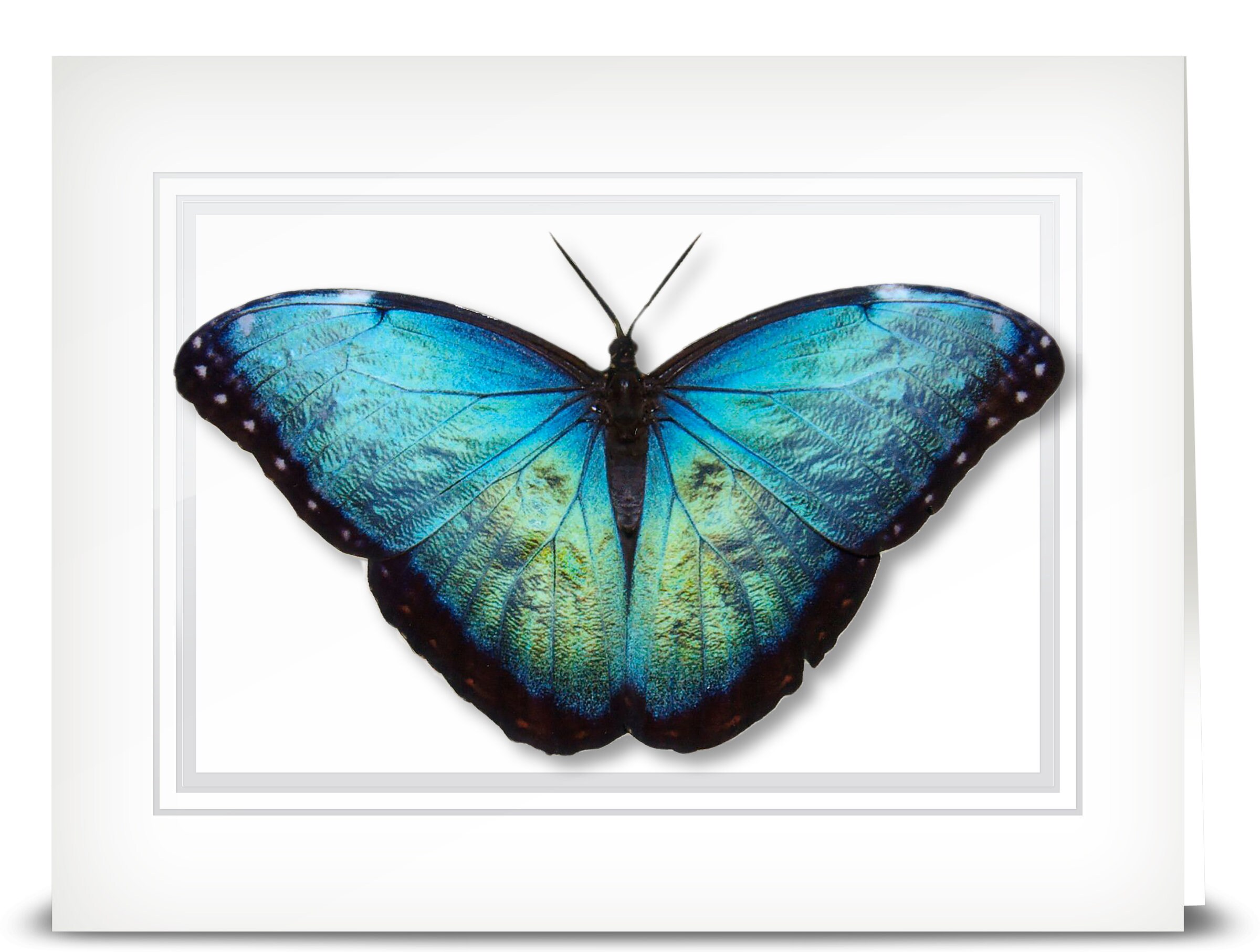 Blue Morpho Butterfly, Folded Notecard - Etsy
