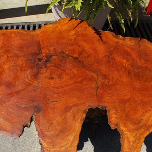 1.2M Big Mallee Tree Root Coffee Table, Rustic Decor, Pick up From 3134 ...