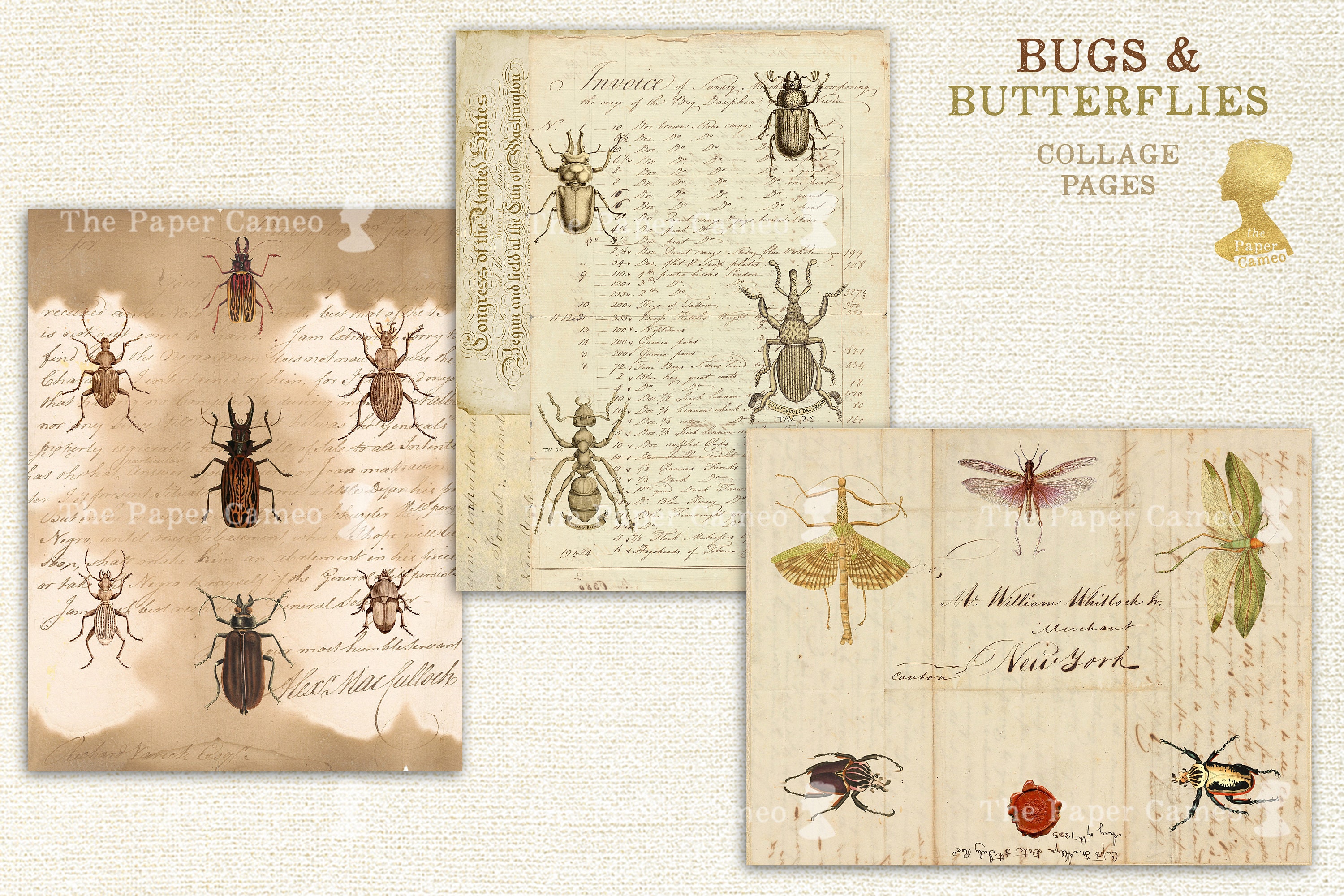 BUGS and BUTTERFLIES Printable Digital Antique Insect - Etsy