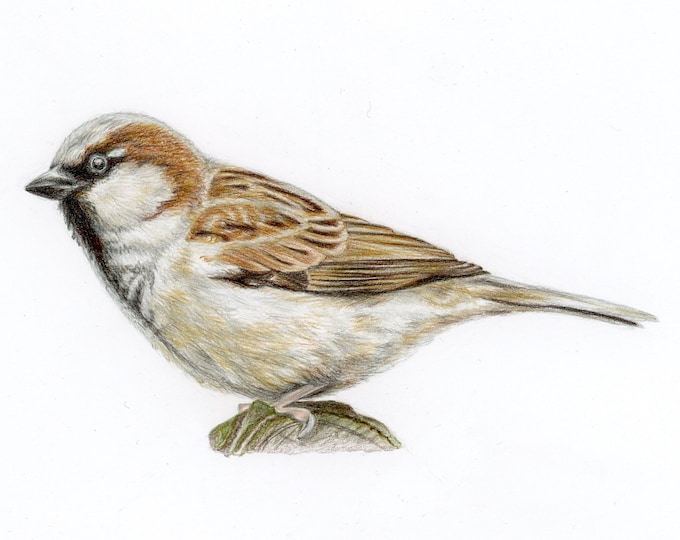 IMPRIMER oiseau de moineau dessin réaliste de moineau | Etsy